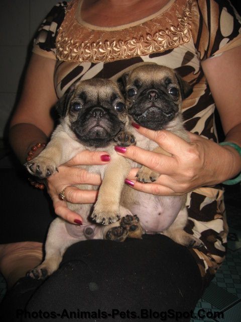 Mini pug dog