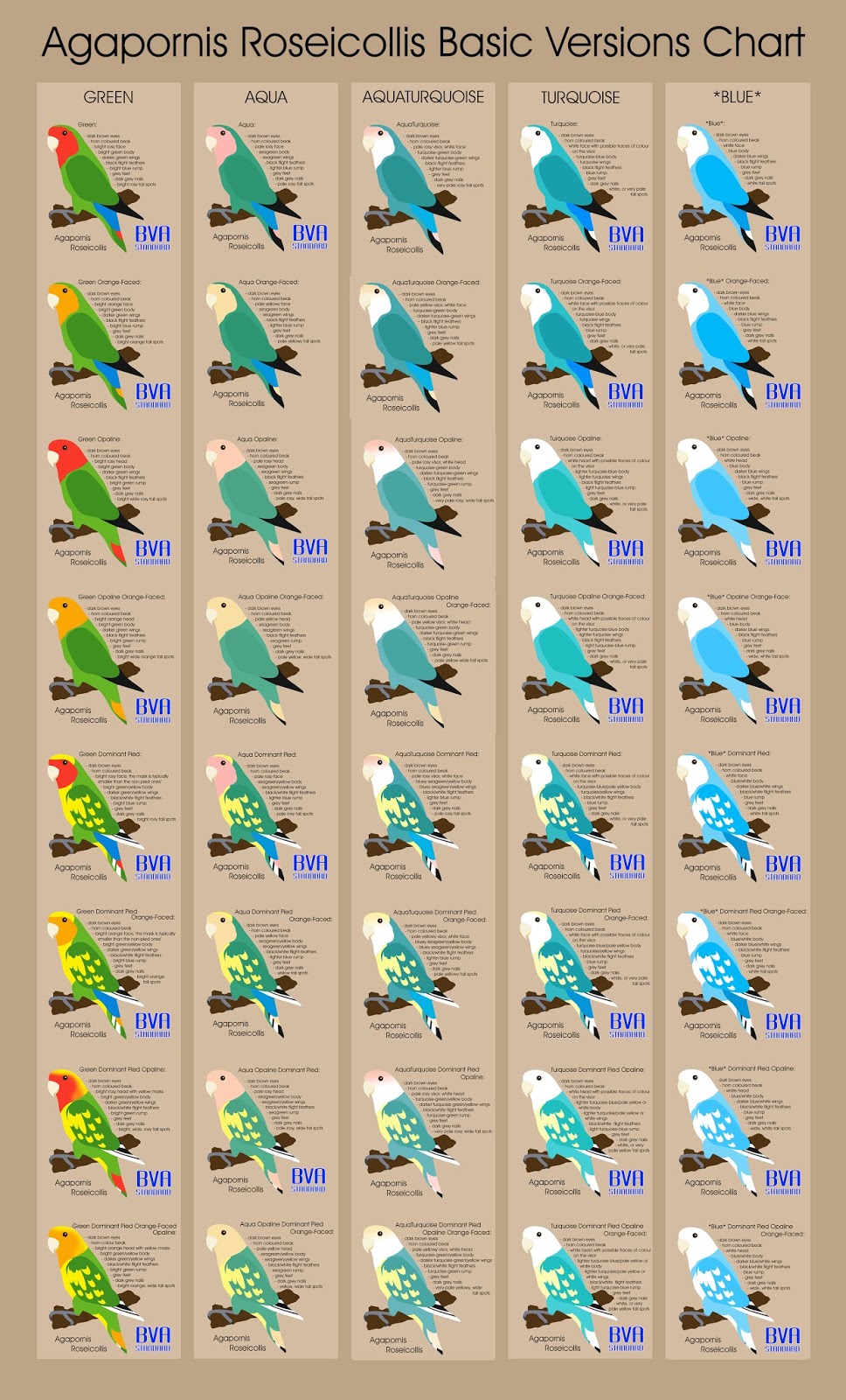 motion graphics - illustration - multimedia: Lovebird Colour Charts