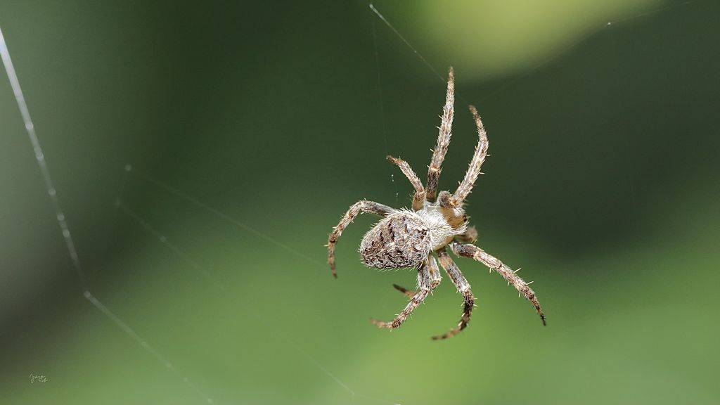 楊全斌: 茶色姬鬼蛛Neoscona punctigera