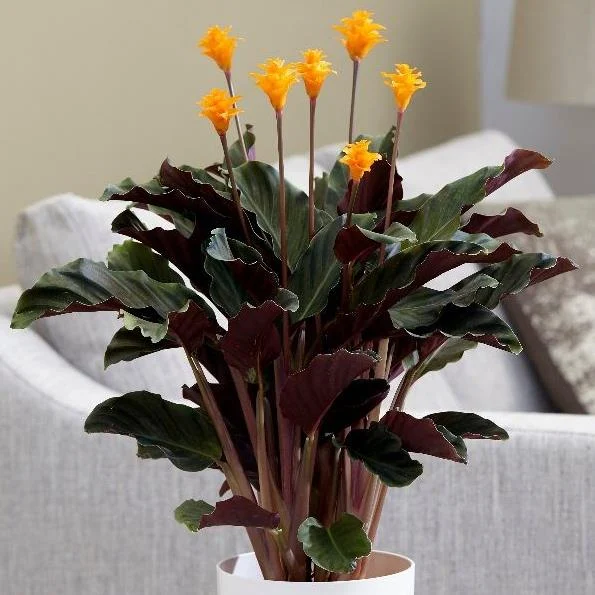 Jenis Calathea Untuk Tanaman Hias dalam Rumah - Kumpul & Sebar ...