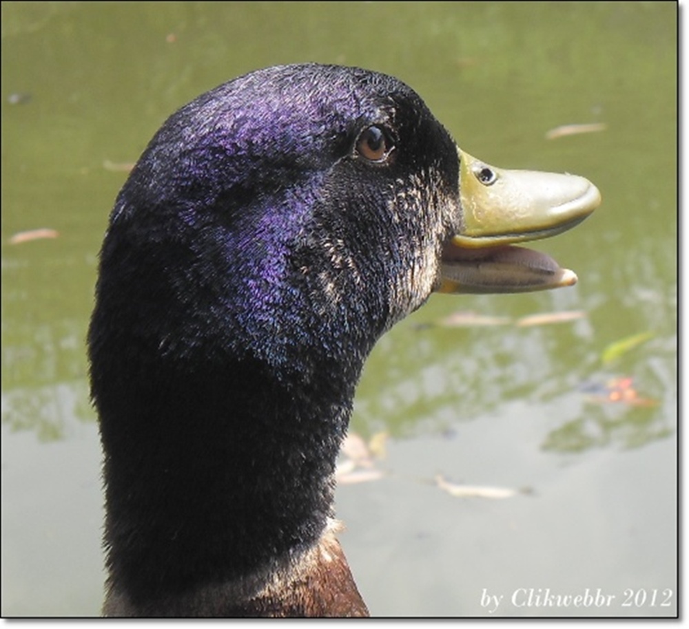 Mundo das Plantas : Pato Mallard Wild Duck
