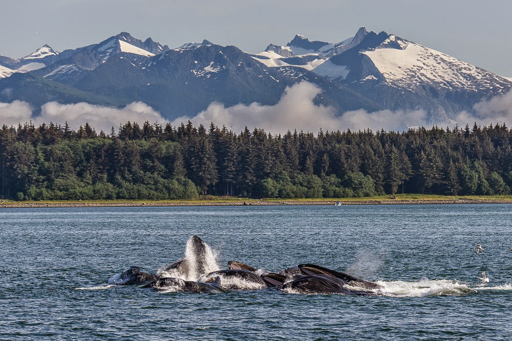 Rudolf Hug, Photography: Whales in the Alexander Archipelago, Alaska, USA