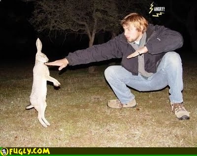 Funny rabbit photos ~ unique animal wallpapers