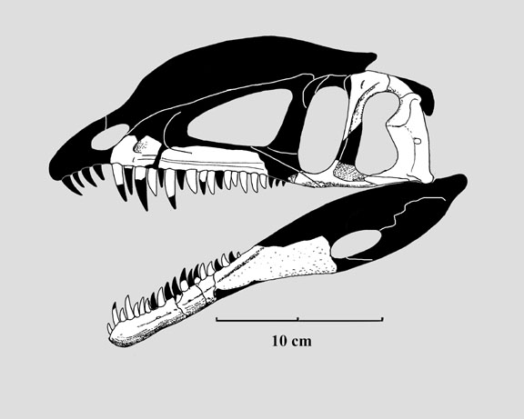 a mesozoic field guide: Liliensternus