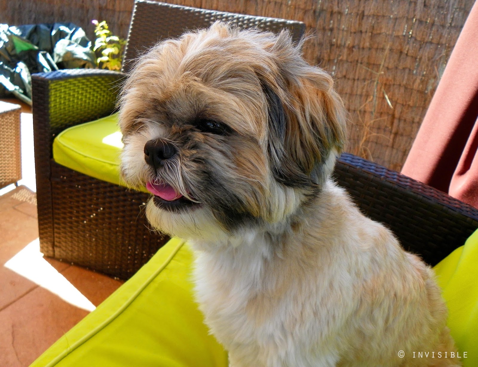 Invisible SLG Photos: Hax, un perro Shih Tzu veraniego