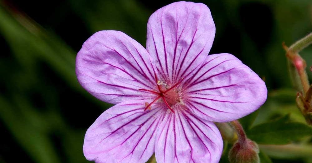Wasatch Wildflowers: Sticky Geranium (Geranium viscosissimum)