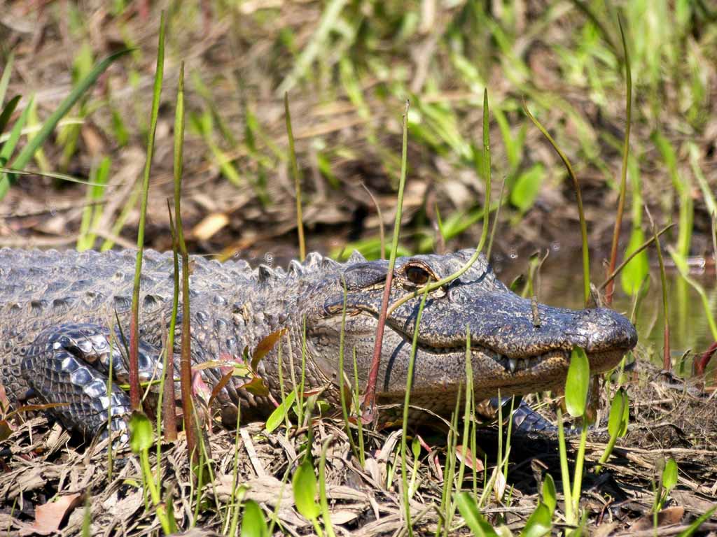 Kayaking the Mobile-Tensaw River Delta: 03/18/2007 – Alligator Bayou