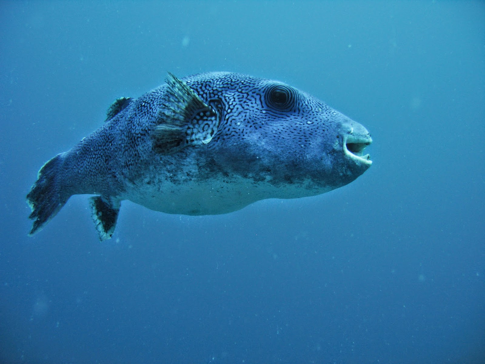 PUFFER FISH photos - wallpapers (ανανεωμένο) | the fun bank