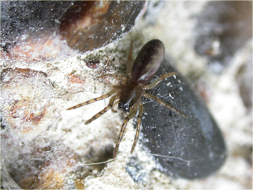 Arachnerds: Tube Web Spider - Segestria senoculata