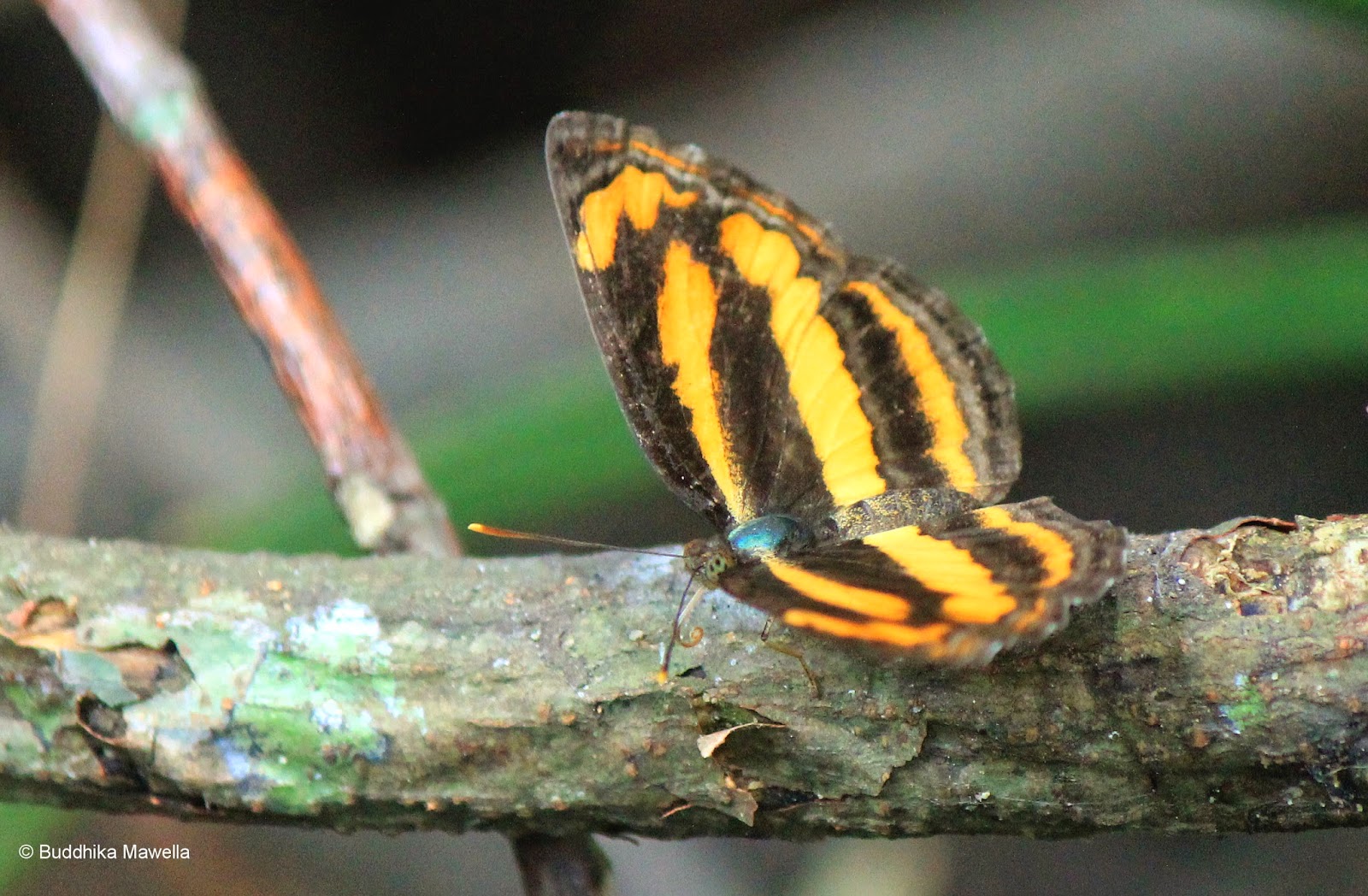 Lanka Nature Summary: Common Lascar (Pantoporia hordonia sinuata ...