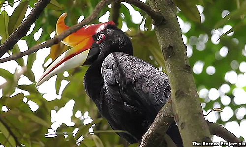 Helang terbang tinggi buru pipit makan bangkai - Majalah Warisan Malaysia