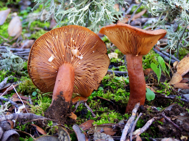 Setas Extremadura : Lactarius Lacunarum
