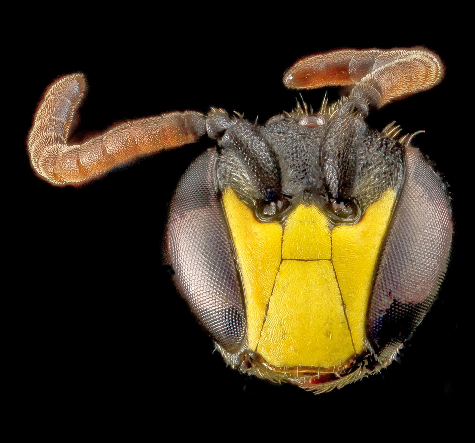 The Flying Tortoise: National Geographic's Beautiful Intimate Portraits ...