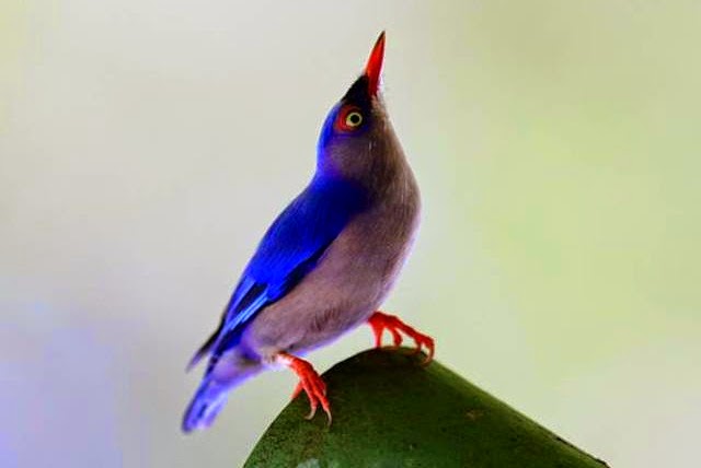 Mr Kicau: Jenis Jenis Burung Rambatan atau Mungguk Beledu