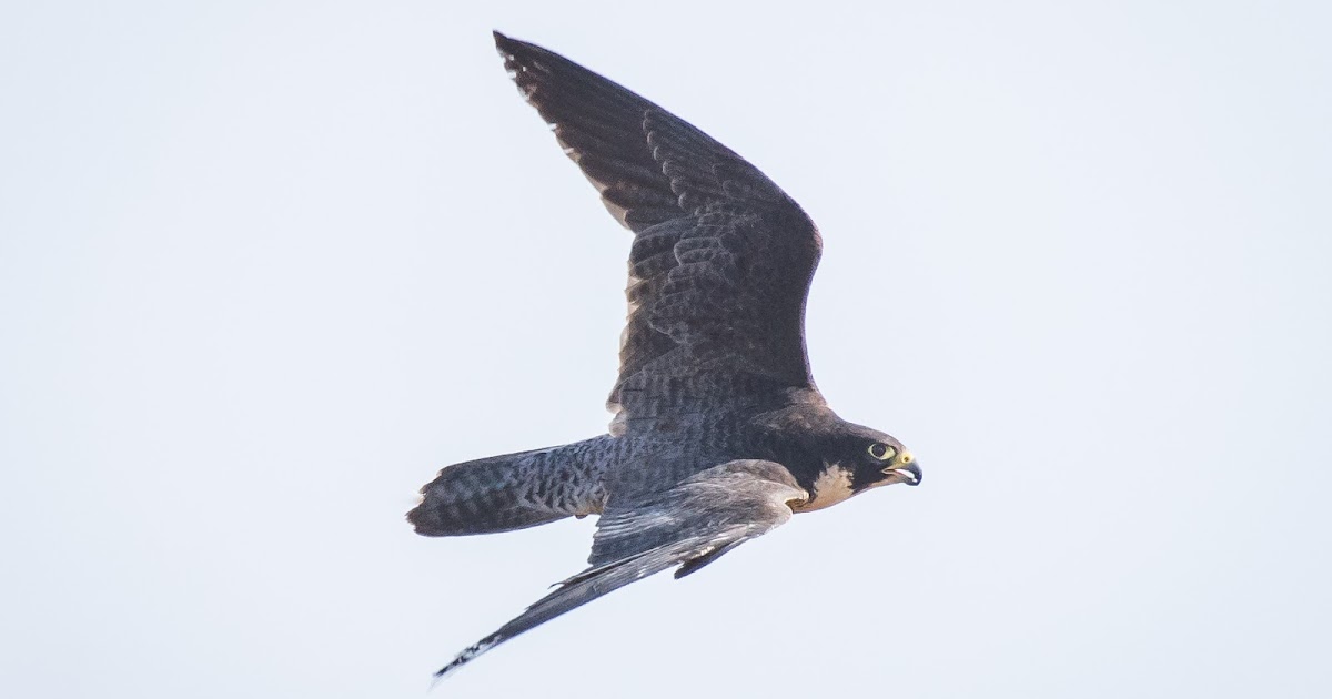 Gun the Peregrine Falcon: Some Great New Shots!!