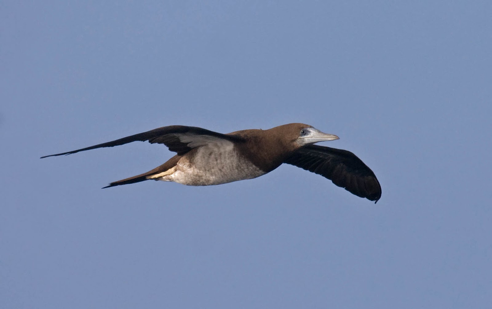 Brown Booby - Greg in San Diego