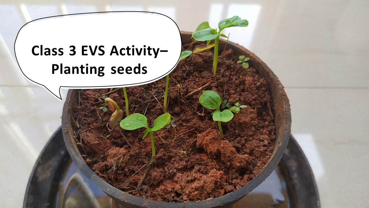Planting Seeds - EVS Activity/School Project - Happiest Ladies
