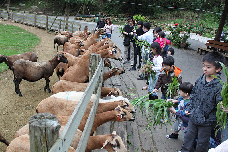 Taiwan Day 5/6 - Flying Cow Ranch - Sweetest Blessings In My Life