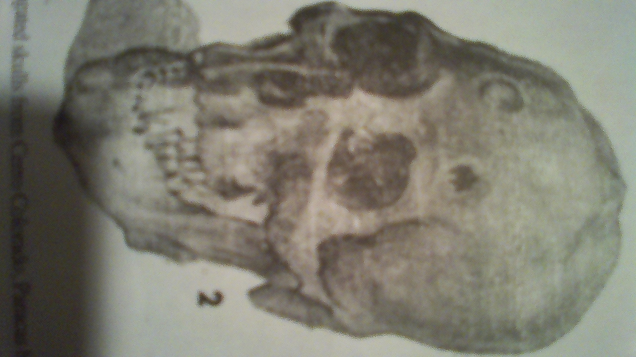 What's It All About?: Giants, Long Head Skulls, Royals And Hiding In ...