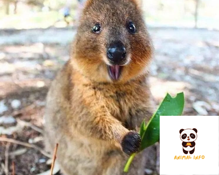 10 Fun Facts About coca animal-The Happiest Animal In The World