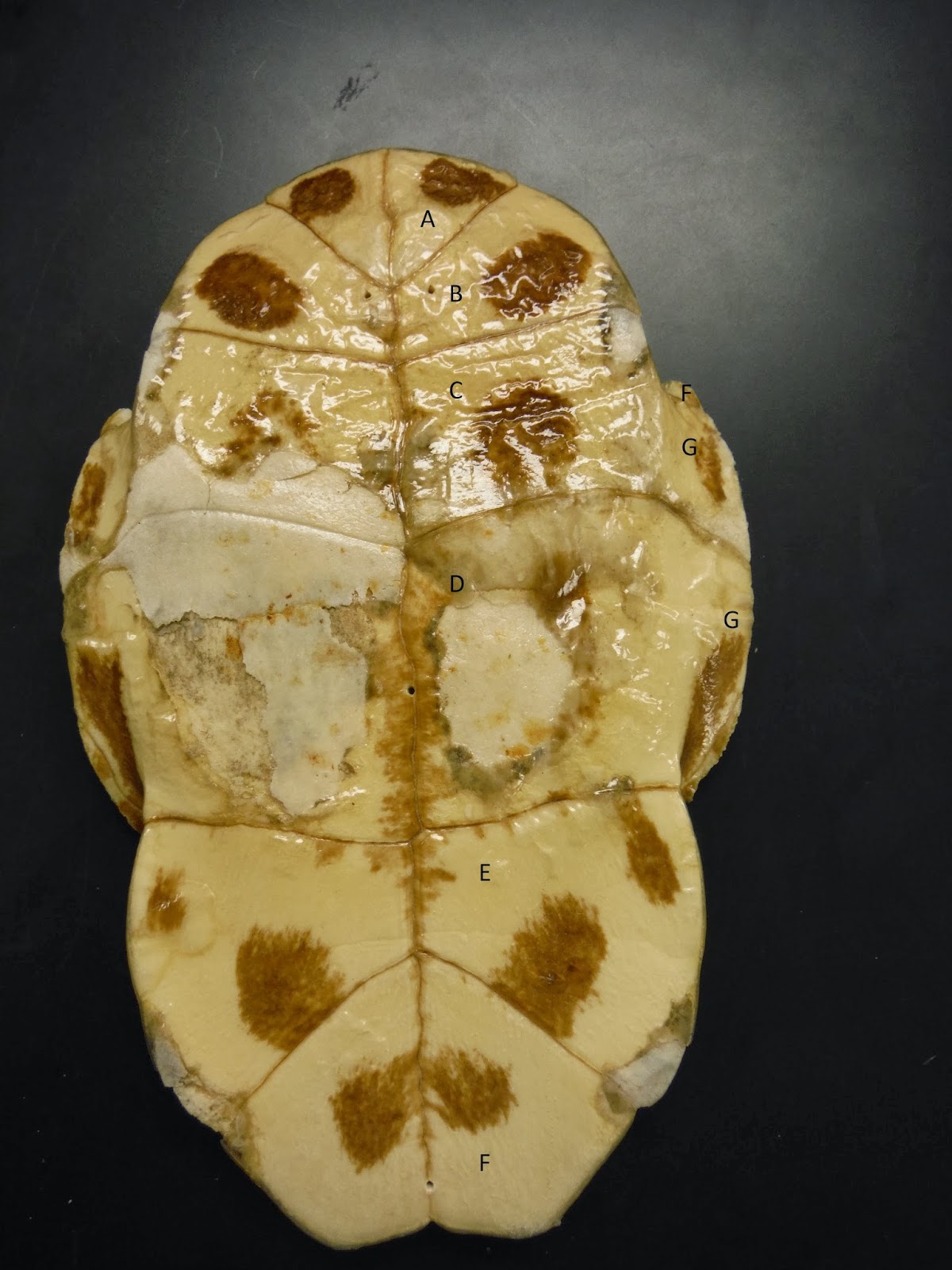 Biology of the Reptilia