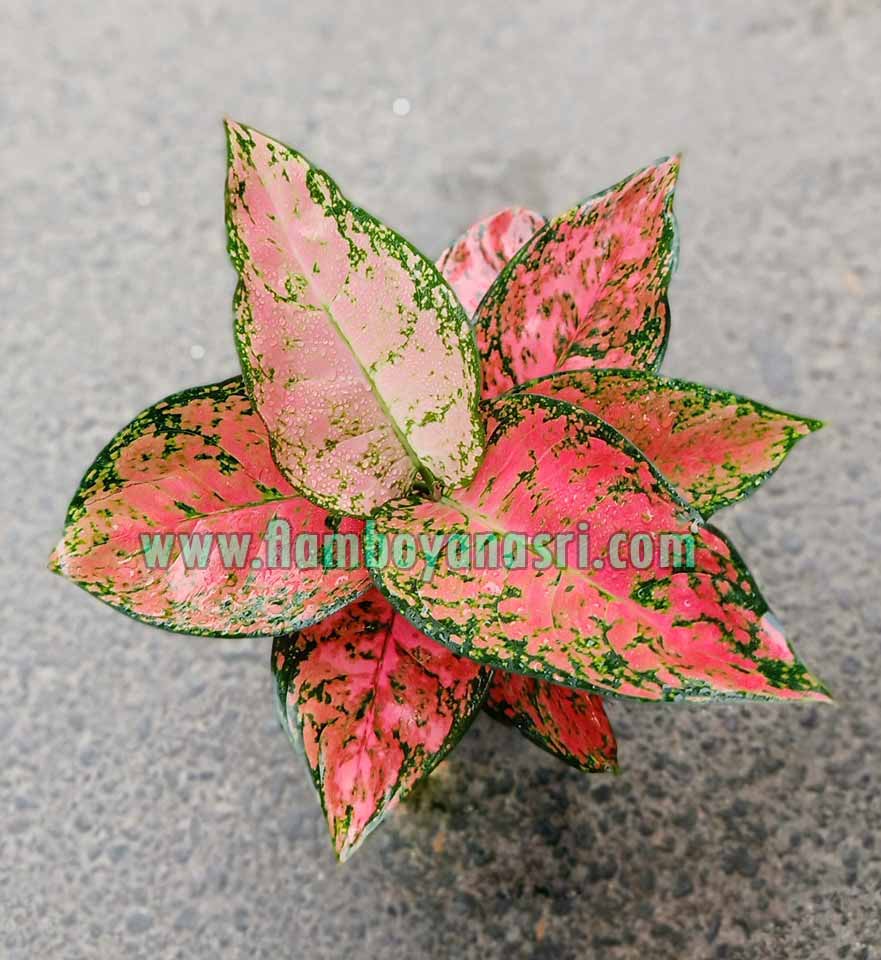 35 Jenis Aglaonema Beserta Gambar - TUKANG TAMAN SURABAYA