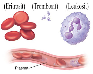 Cara Mengatasi Kelebihan Trombosit Secara Alami | Walatra Berry Jus
