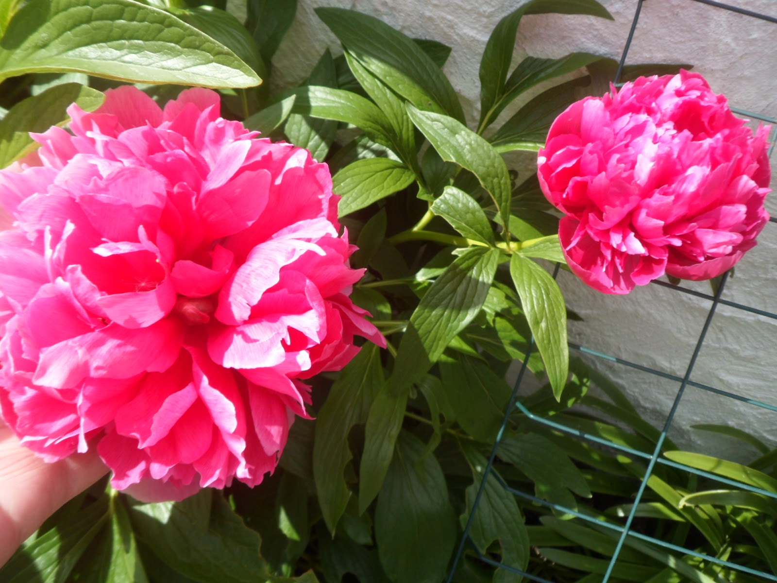 Poppy Patchwork: Growing season.