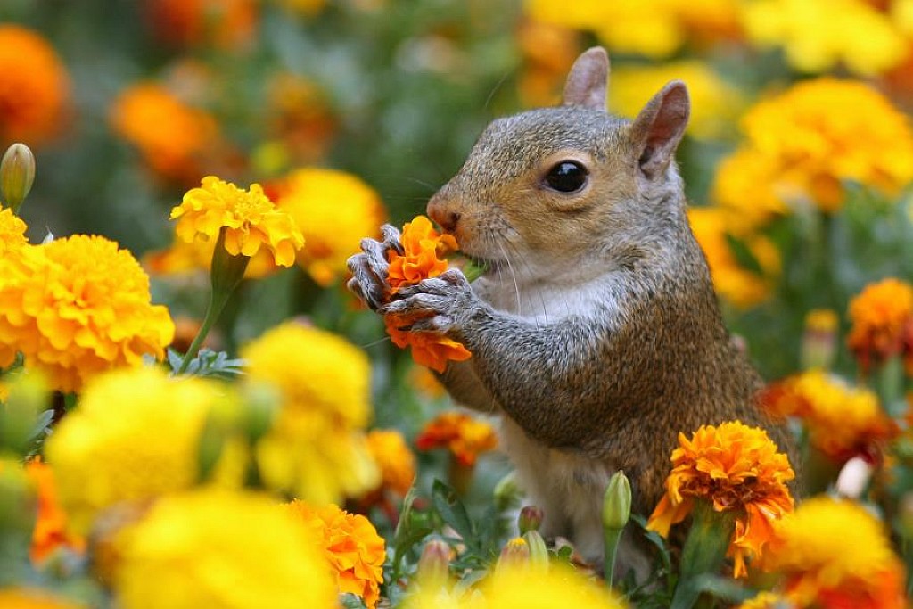Belas Imagens: 29 fotos de duas maravilhas da natureza, animais e flores