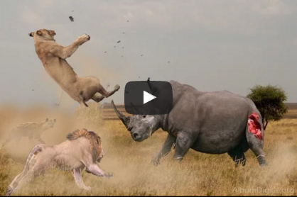 The most dangerous animals attack: November 2015