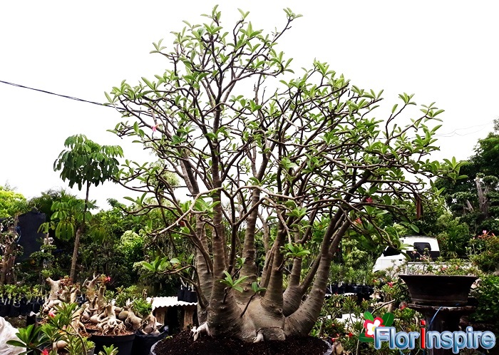 Tips Merawat Adenium Agar Tampil Indah Dan Manawan