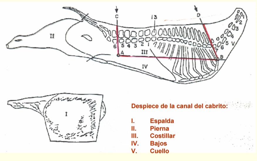 Cortes de carnes: Cortes de carne caprino