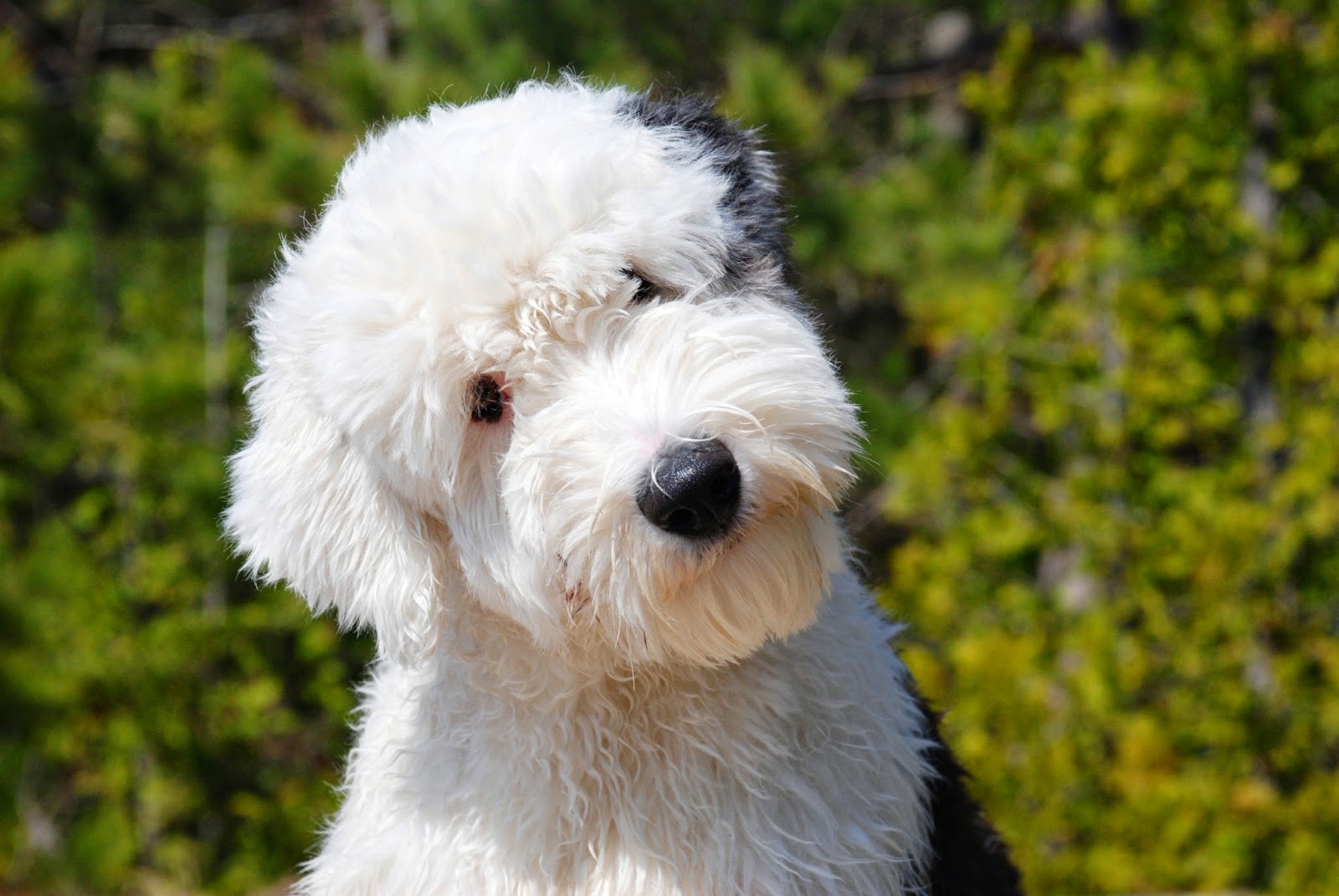 Bobtail | WIKI PERROS