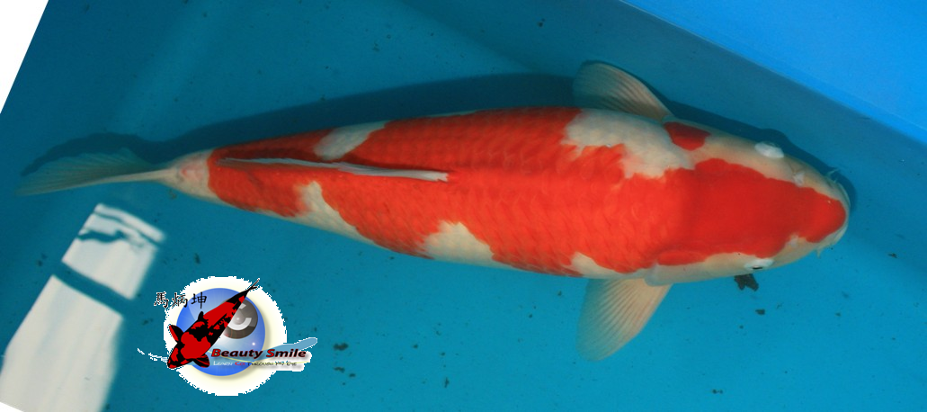 Beautysmile-Koi: Hoshikin Kohaku (Red Thunder)