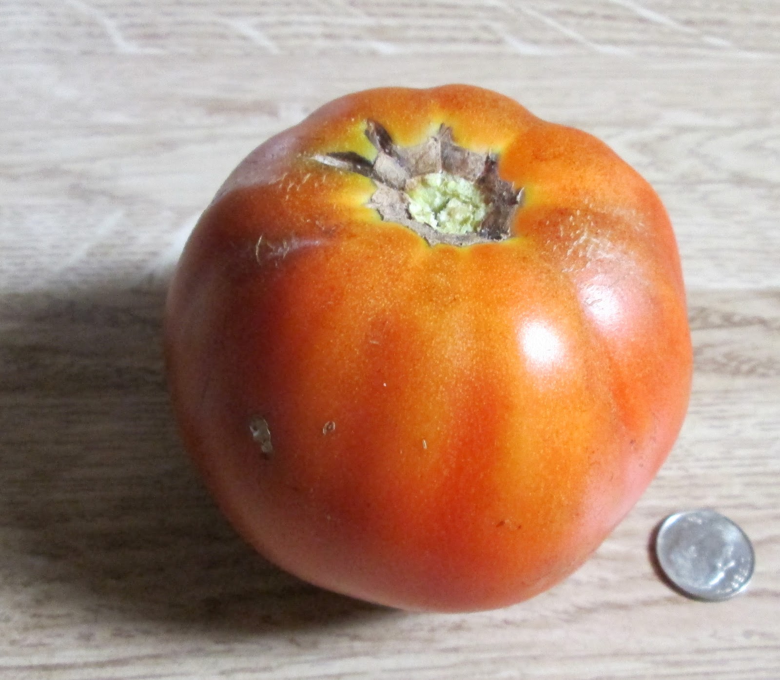 MLBsGarden: First Tomato This Year