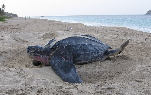 The Nicolas Gazette: Leatherback turtle and snapping turtle
