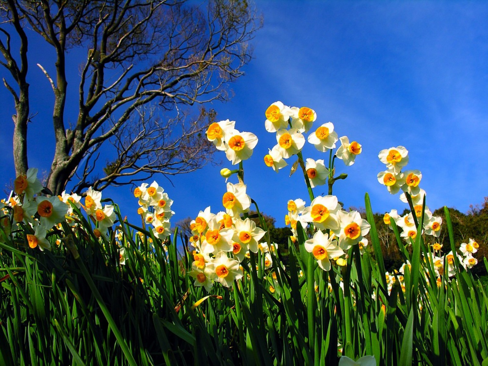 Daffodil 6 Wallpaper