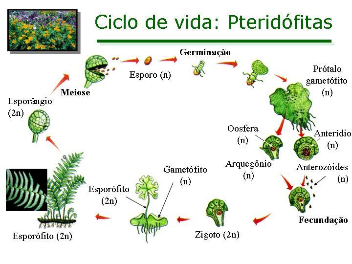 Pteridophytas: Laboratorio: Pteridophytas, Biología Vegetal II