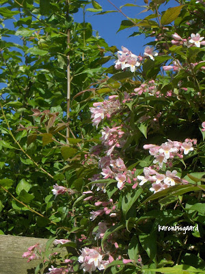 Karen`s Nature Photography: Blooming Beauty Bush.