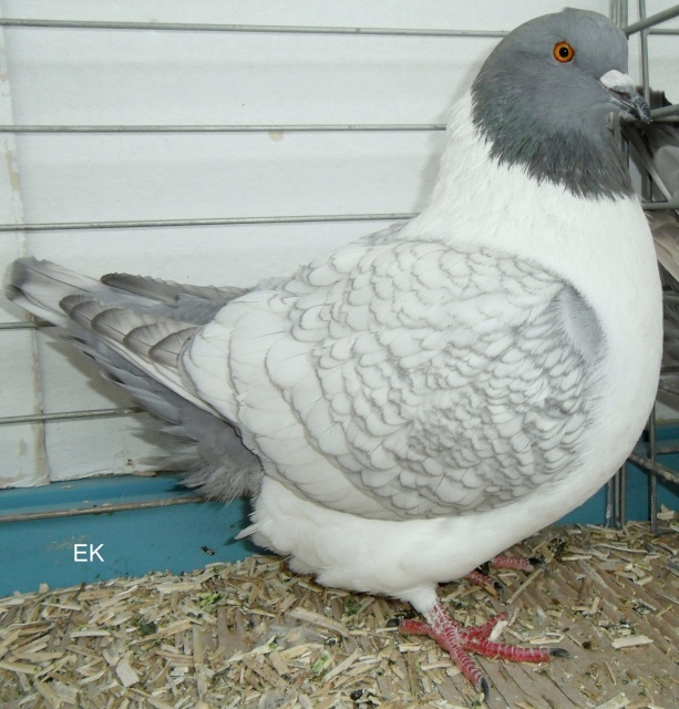 Strasser pigeon - Pigeons fall