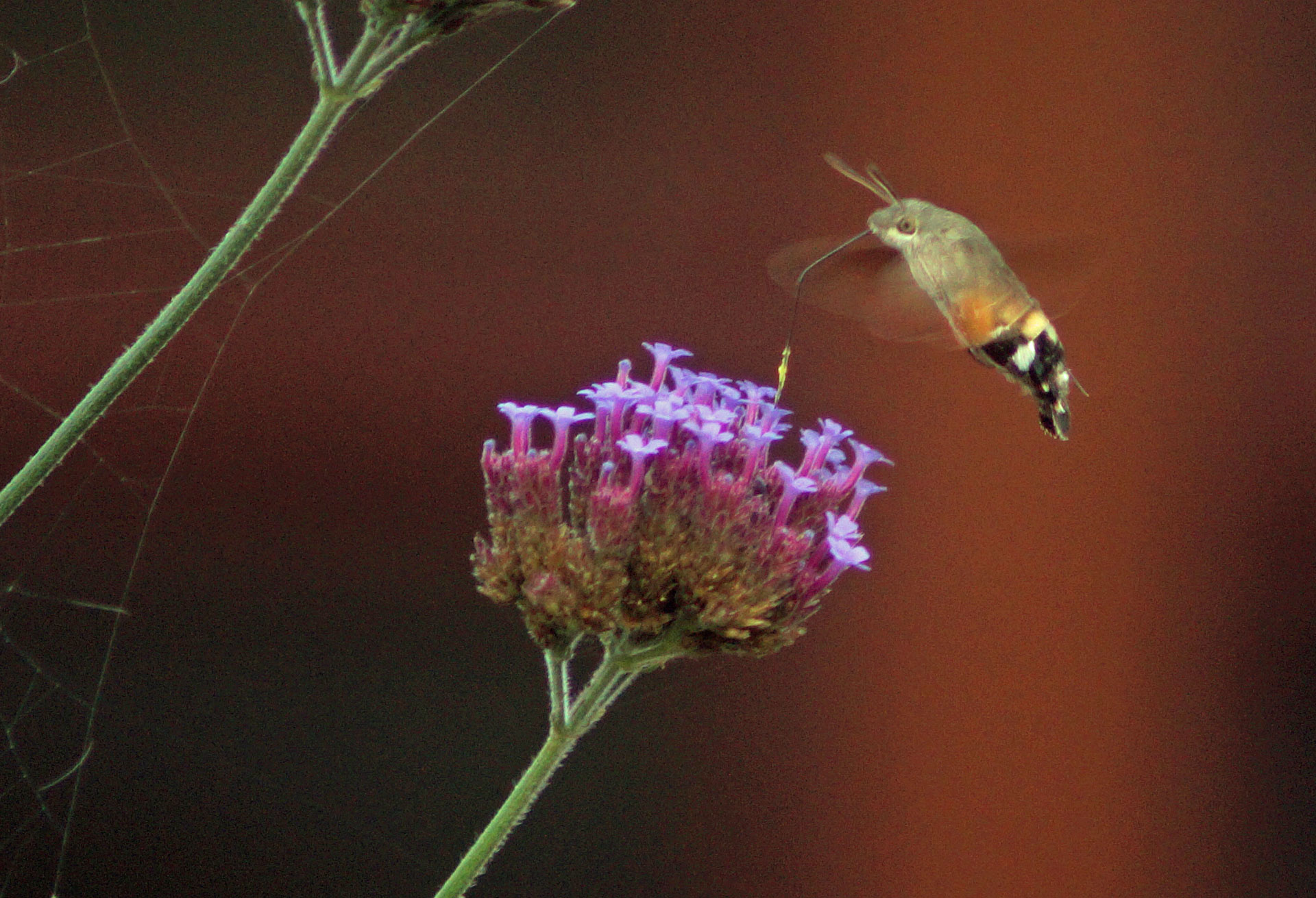 The hummingbird hawk-moth - Sophie in the Sticks