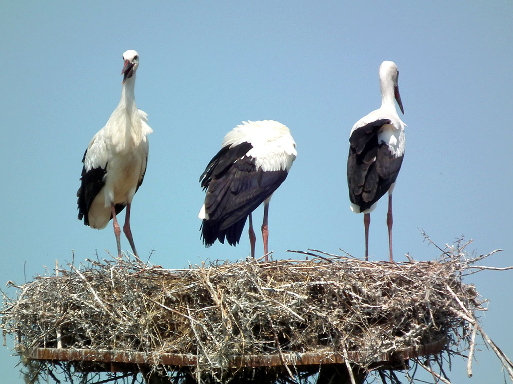 Days on the Claise: White Storks