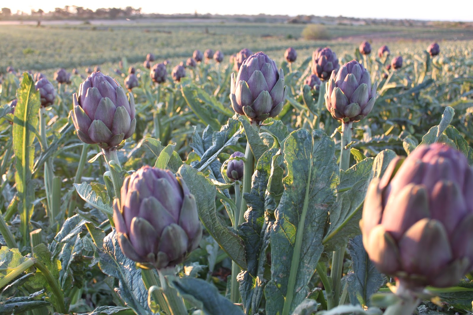 The King of Vegetables - Stuffed Artichokes (Carciofi Ripieni)