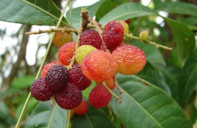 Taste of Nepal: Kaaphal or Kafal Fruit - काफल - (Bay-Berry)