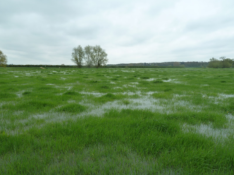 Nb.Yarwood: Flood meadow
