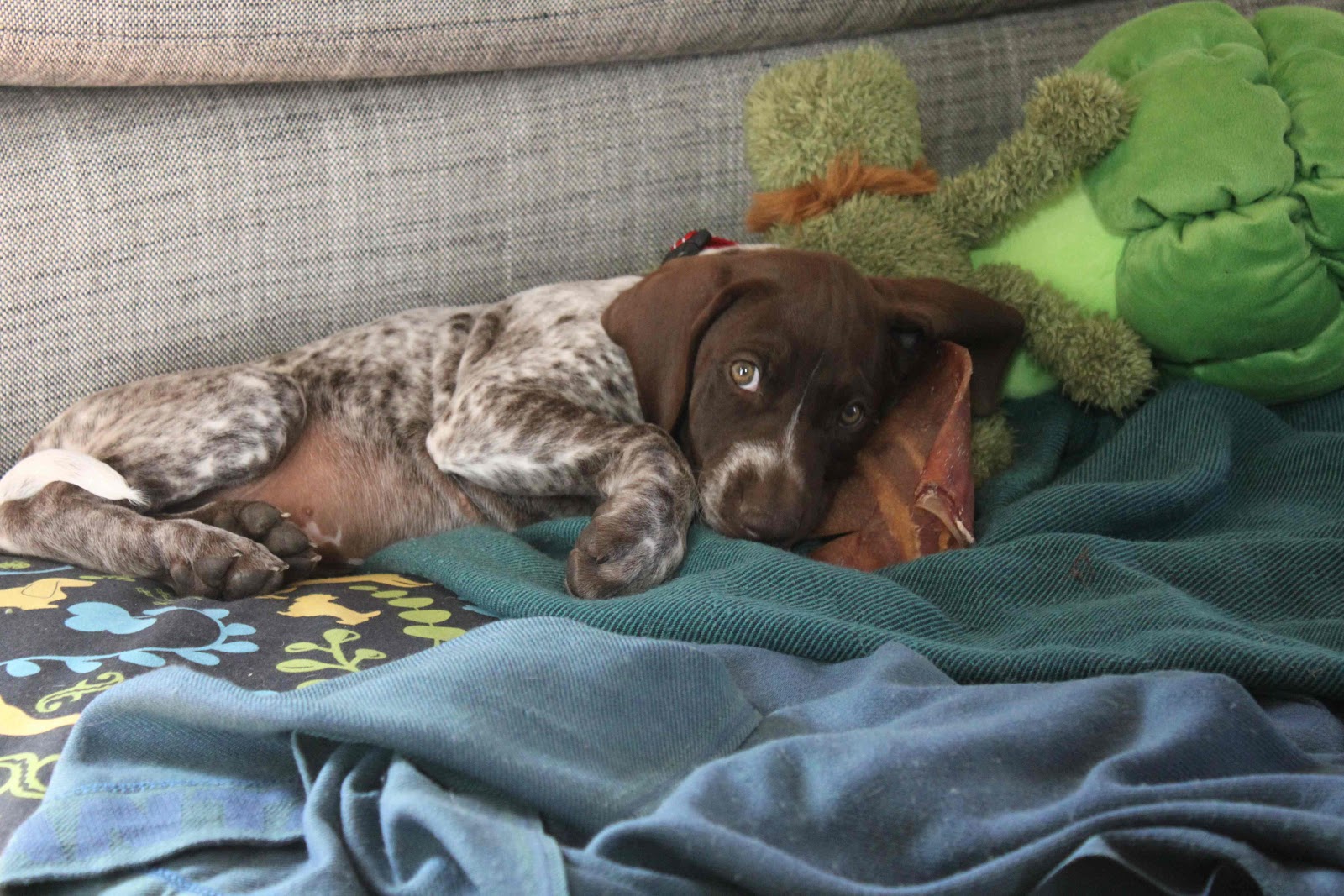 Mawson's blog, the GSP from Oz: Mawson