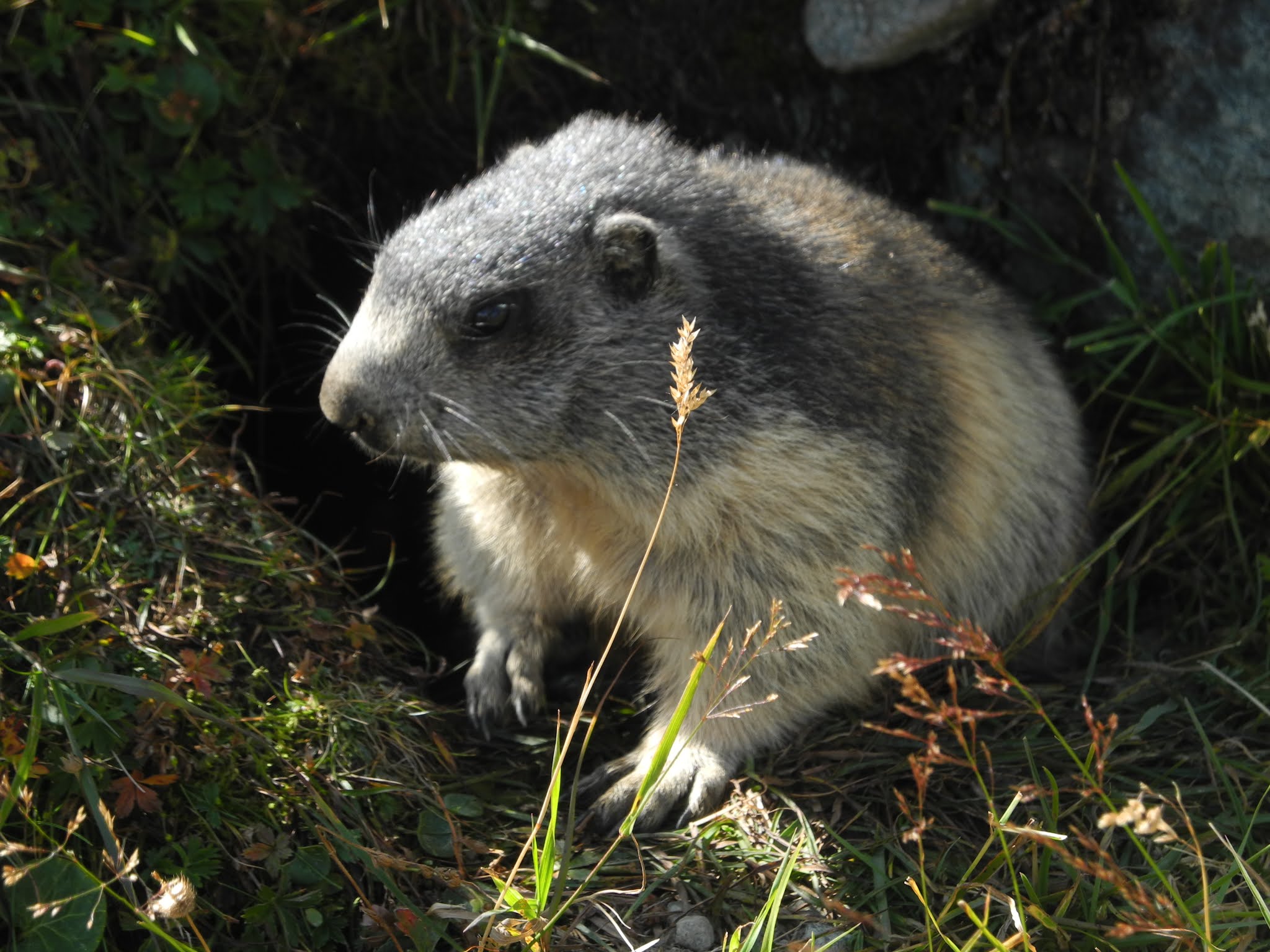 ruessbrugg reisejahre: Schweiz - Wallis - Murmeli in Aktion