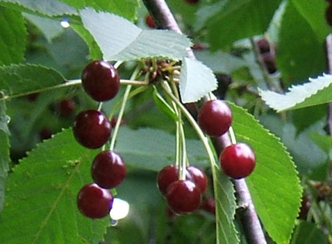 Merise et poisson nageur, encore