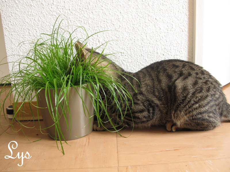 herbe a chat entretien - Idee et astuce de la maison