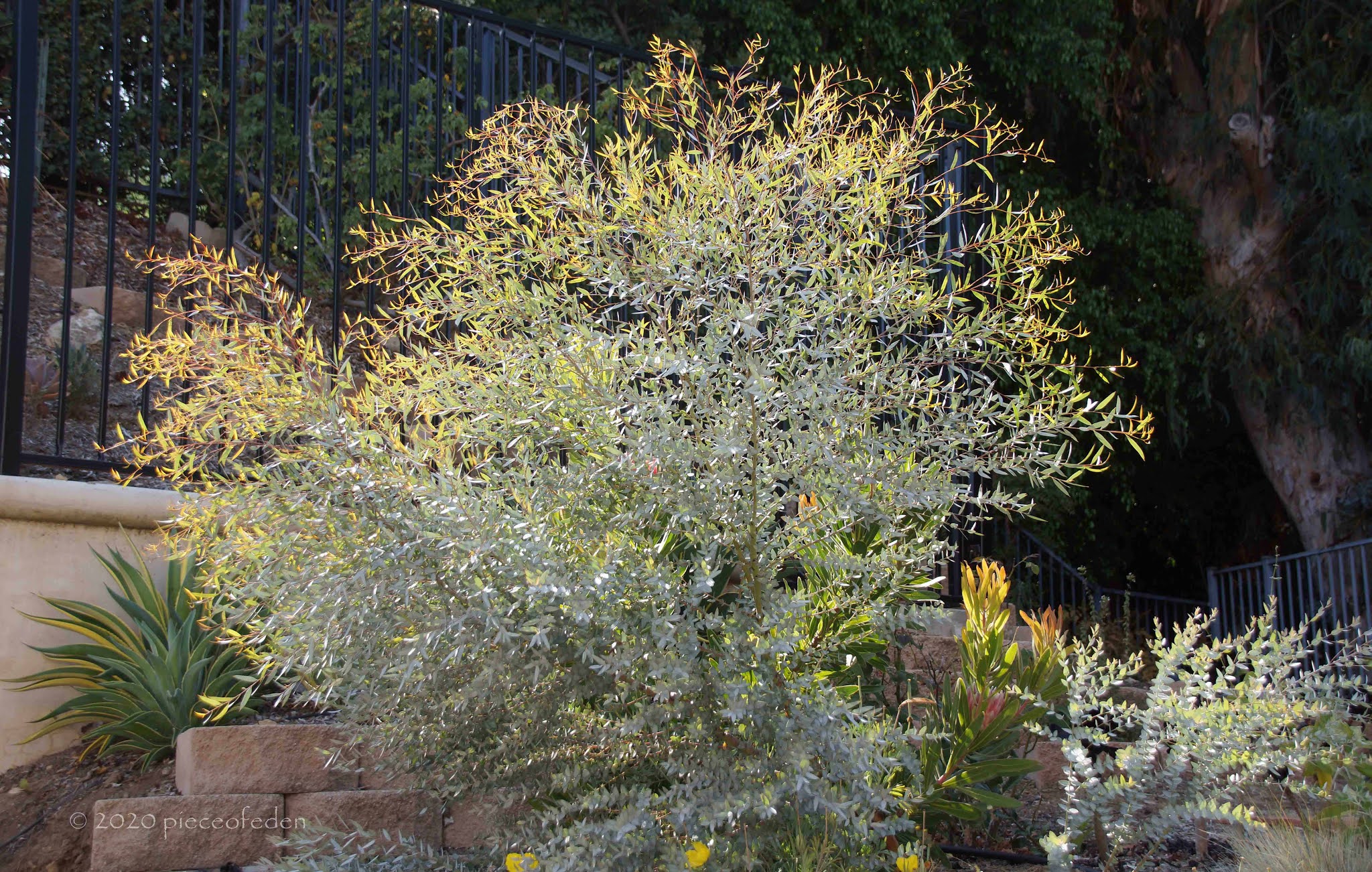 Eucalyptus 'Moon Lagoon' Five Years Later And Other Stuff